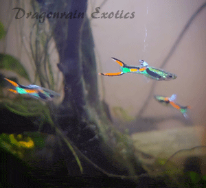 Care Sheet for Endler’s Livebearers – Wild Hearts Wild Life